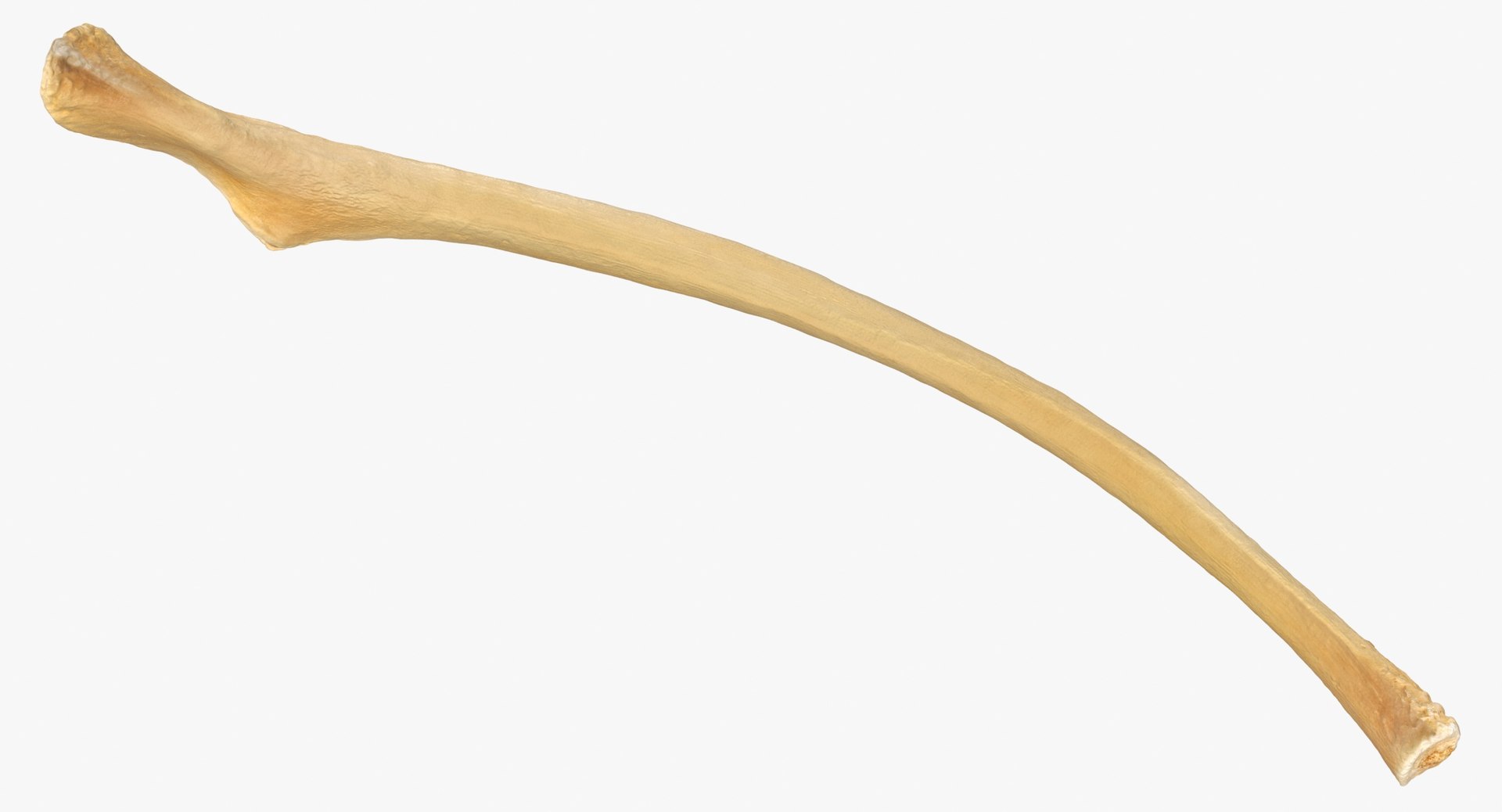 3D Kangaroo Red Necked Wallaby Rib T13 - TurboSquid 2068812