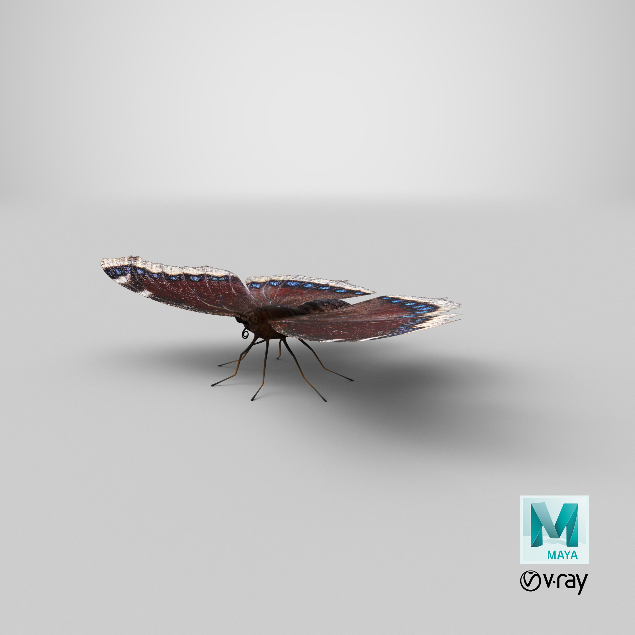 Realistic mourning cloak 3D model - TurboSquid 1543940