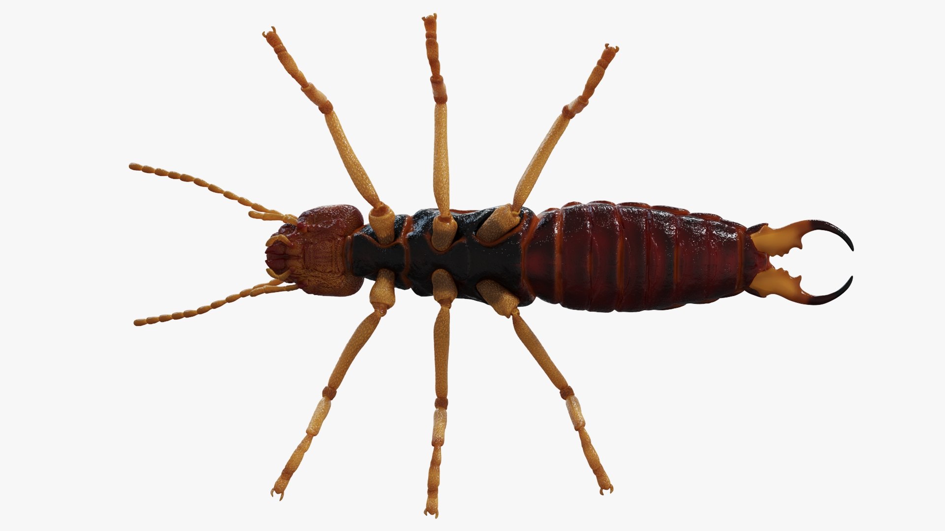 Earwig 3D Model - TurboSquid 1968772