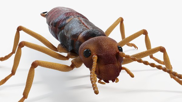 Earwig3Dモデル - TurboSquid 1968772