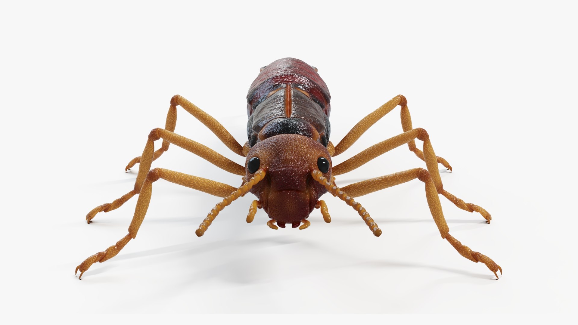 Earwig 3D Model - TurboSquid 1968772