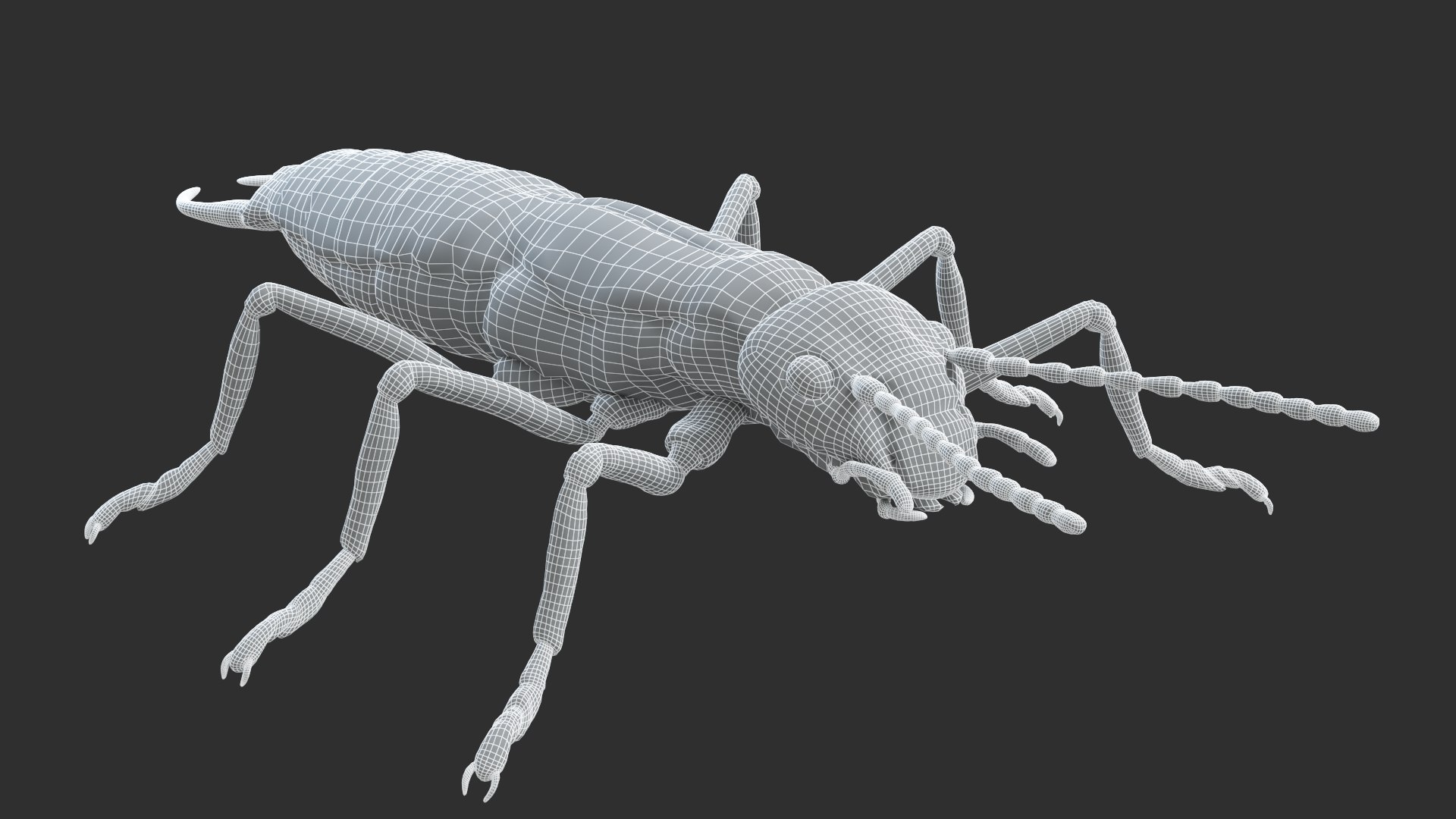 Earwig 3D Model - TurboSquid 1968772