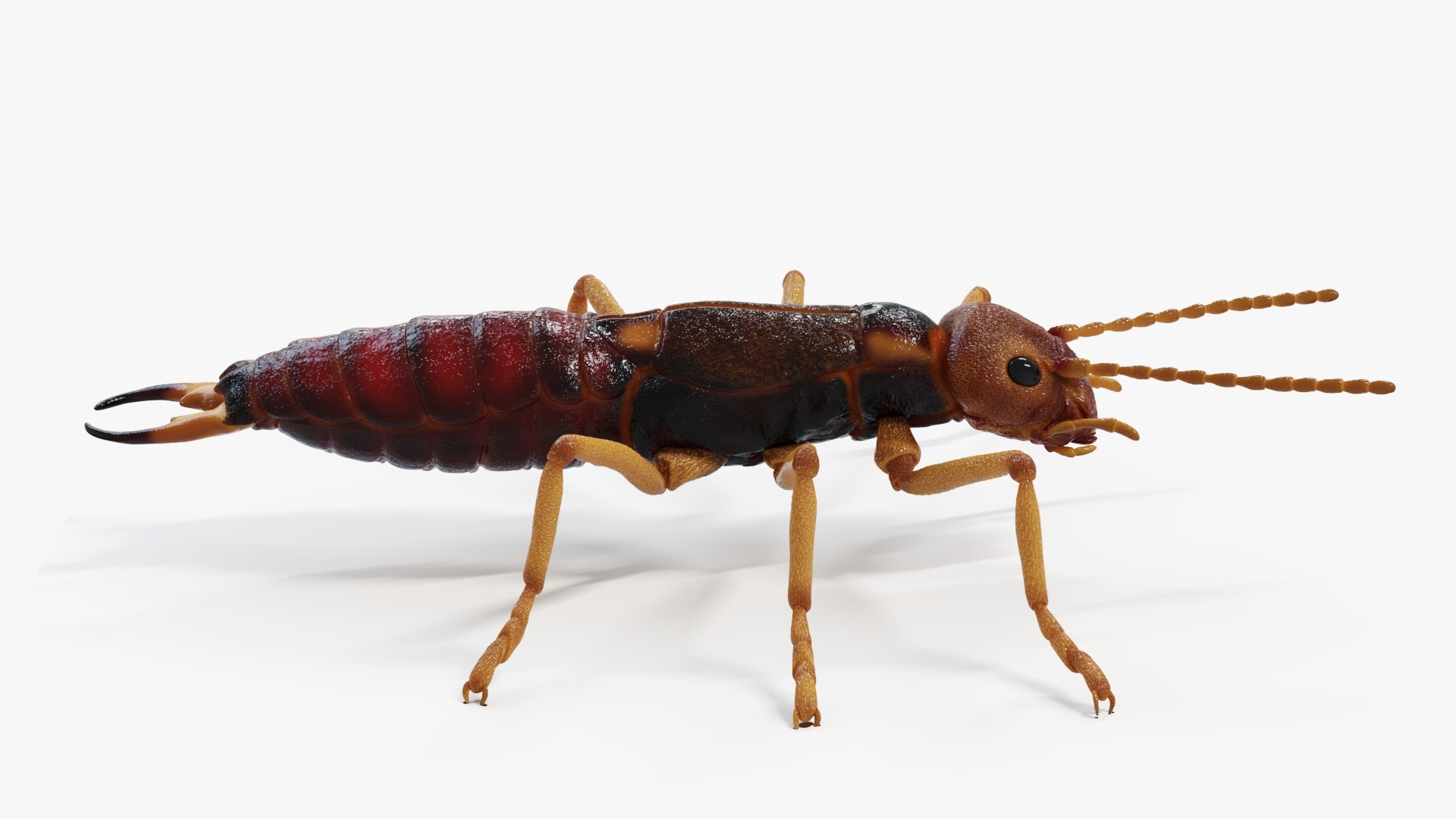 Earwig 3D Model - TurboSquid 1968772