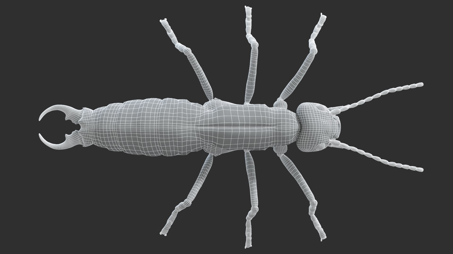 Earwig 3D Model - TurboSquid 1968772