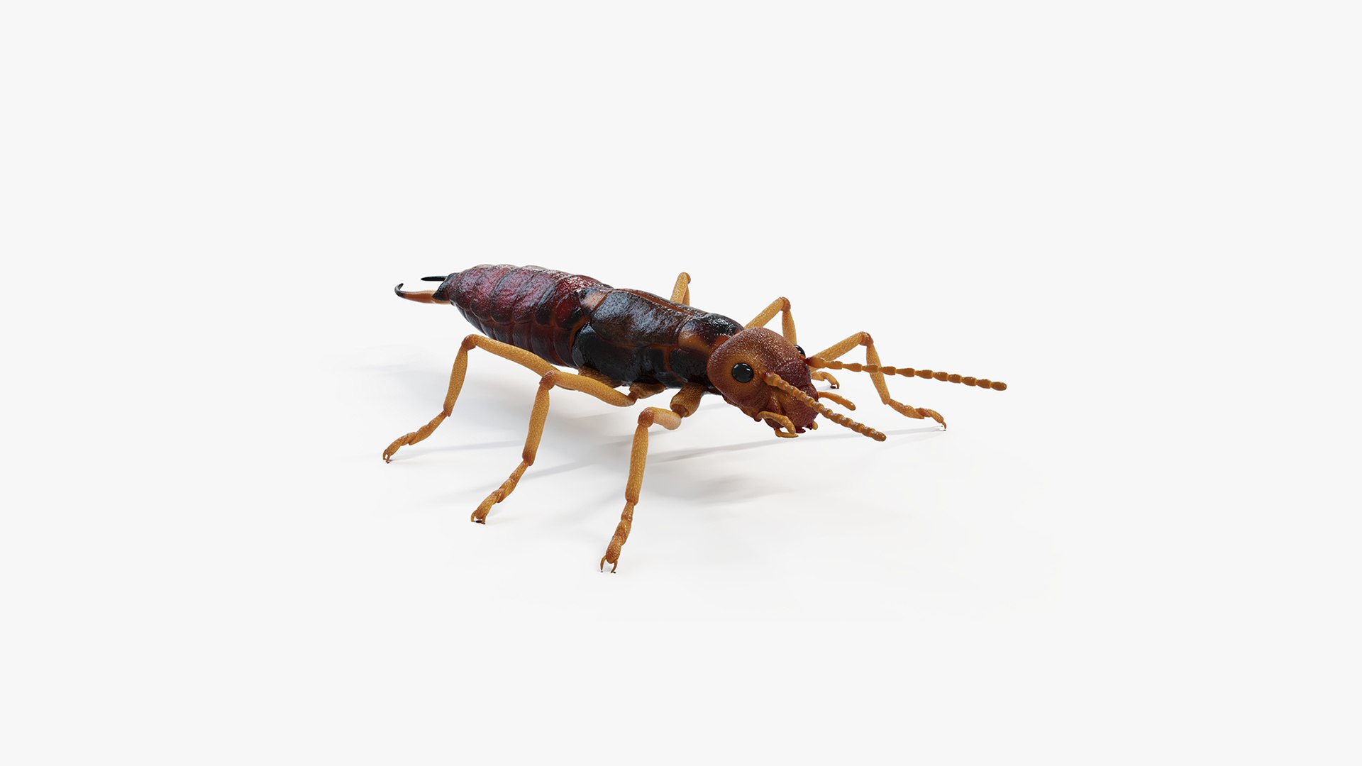 Earwig 3D Model - TurboSquid 1968772