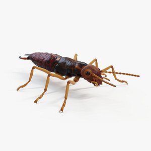 3D Earwig Models - Browse & Download Formats - TurboSquid