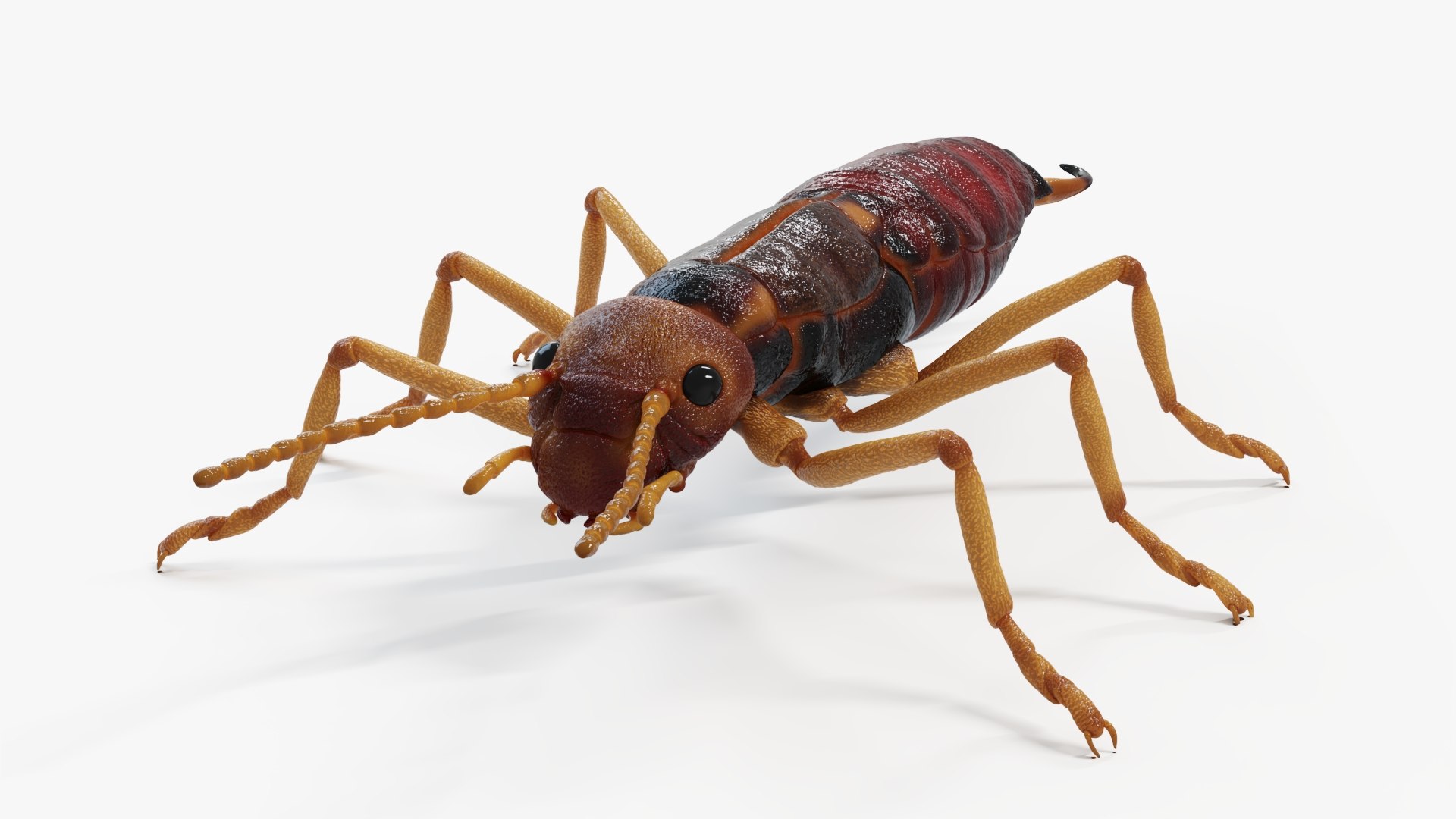 Earwig 3D Model - TurboSquid 1968772