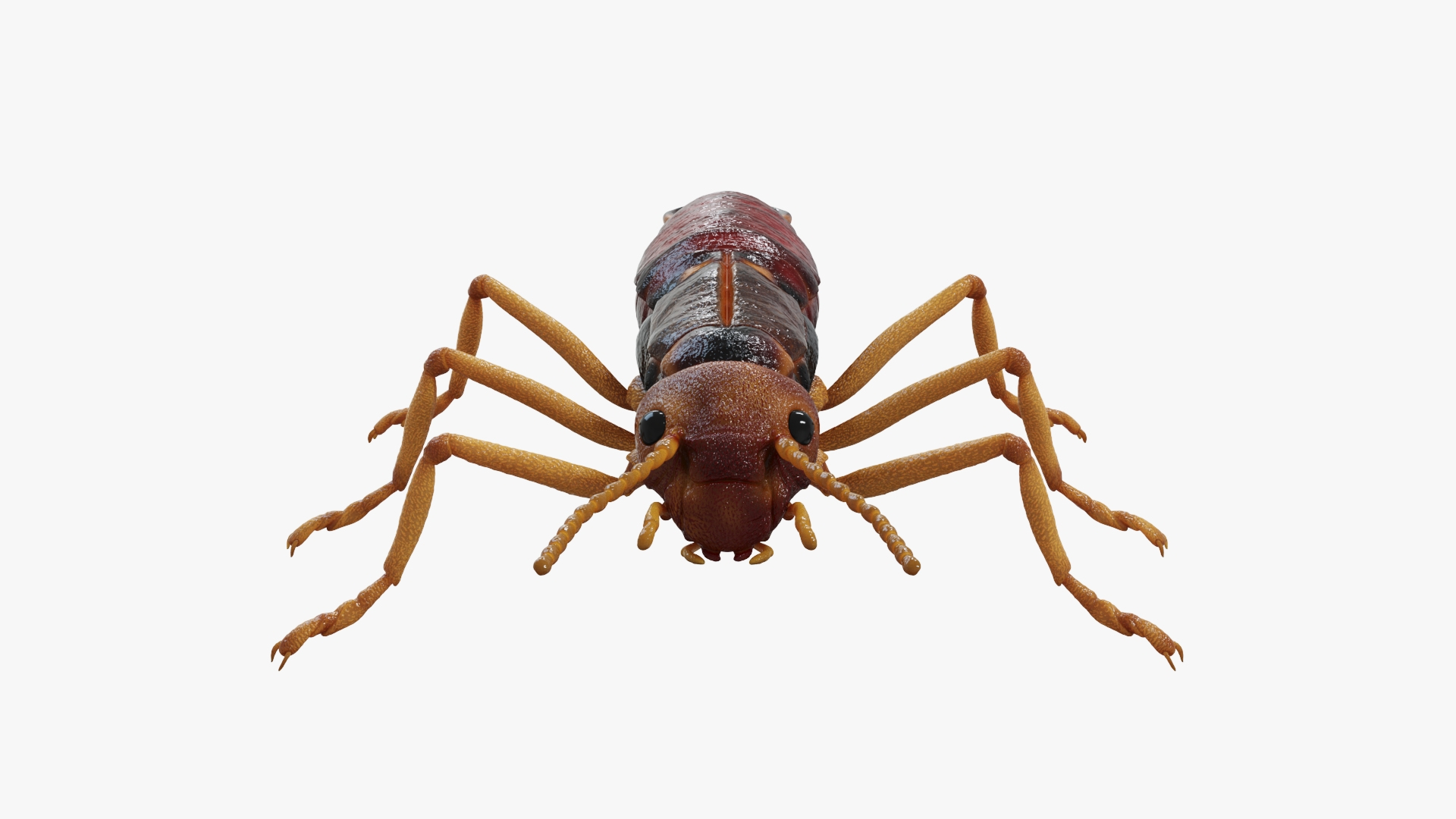 Earwig 3D Model - TurboSquid 1968772