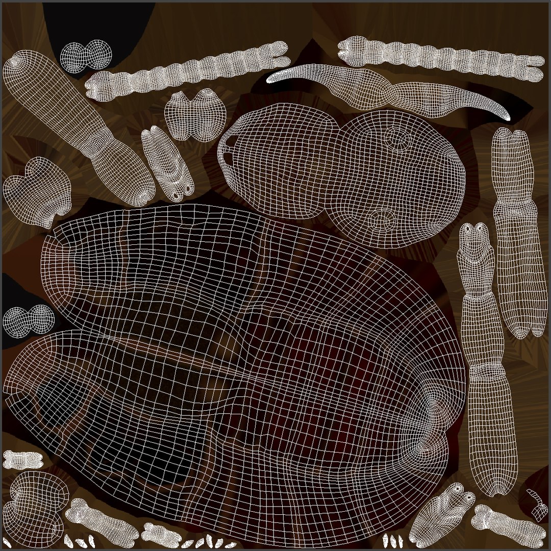 Earwig 3D Model - TurboSquid 1968772