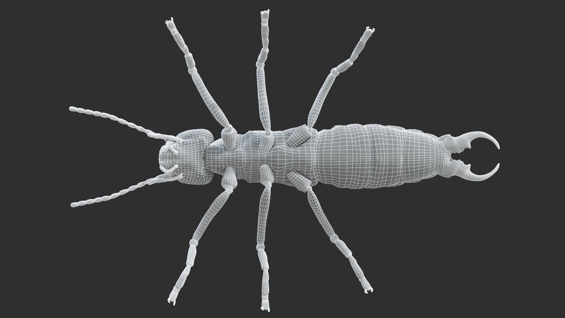 Earwig 3D Model - TurboSquid 1968772