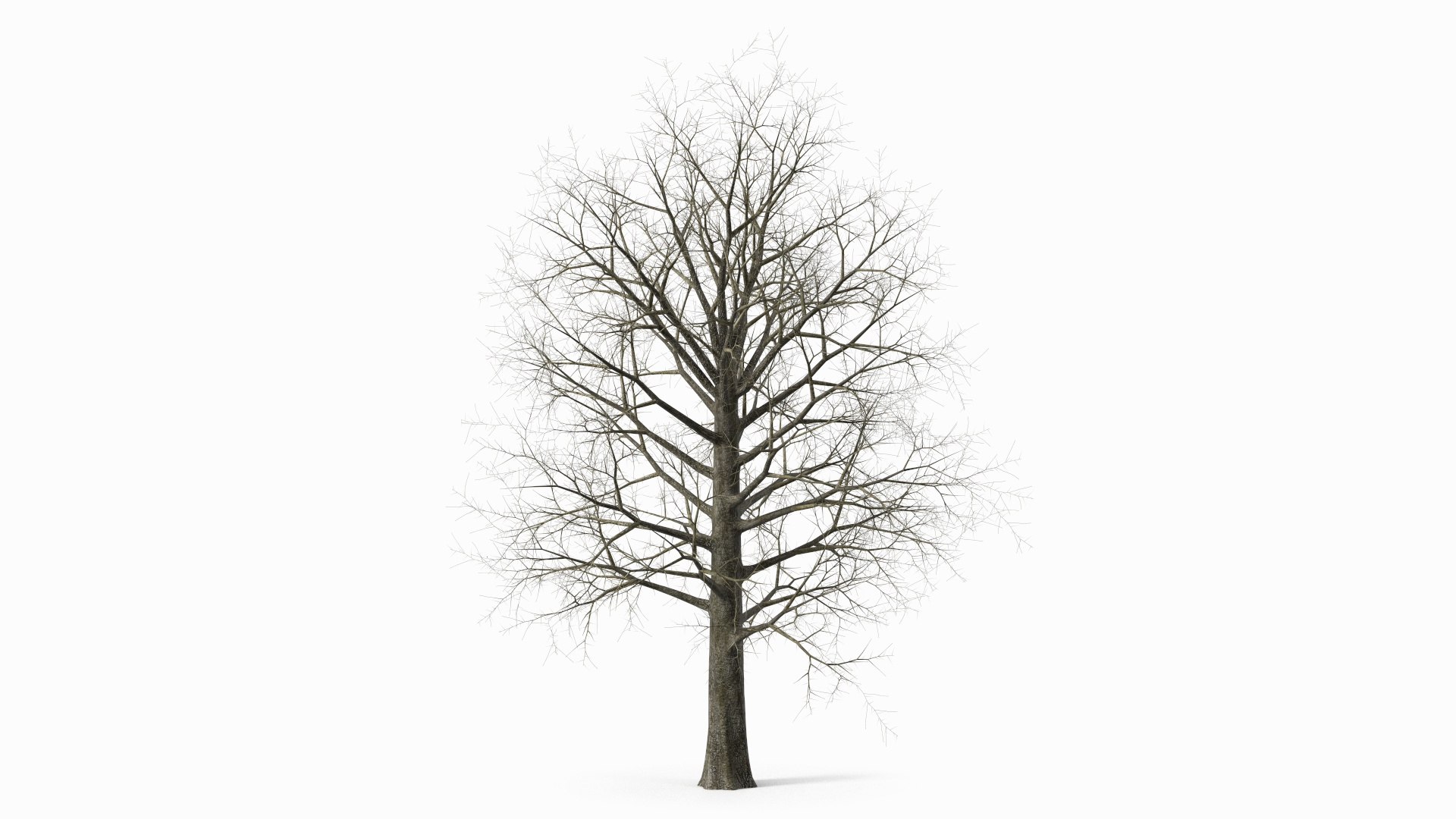 Leafless Bare Oak Tree 3D Model - TurboSquid 2229477
