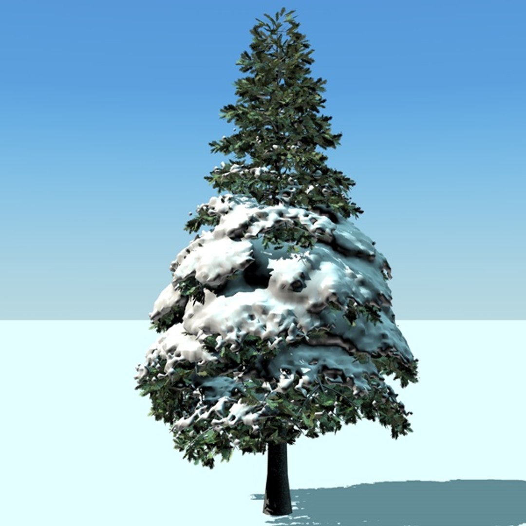 3d Model Snow Pine