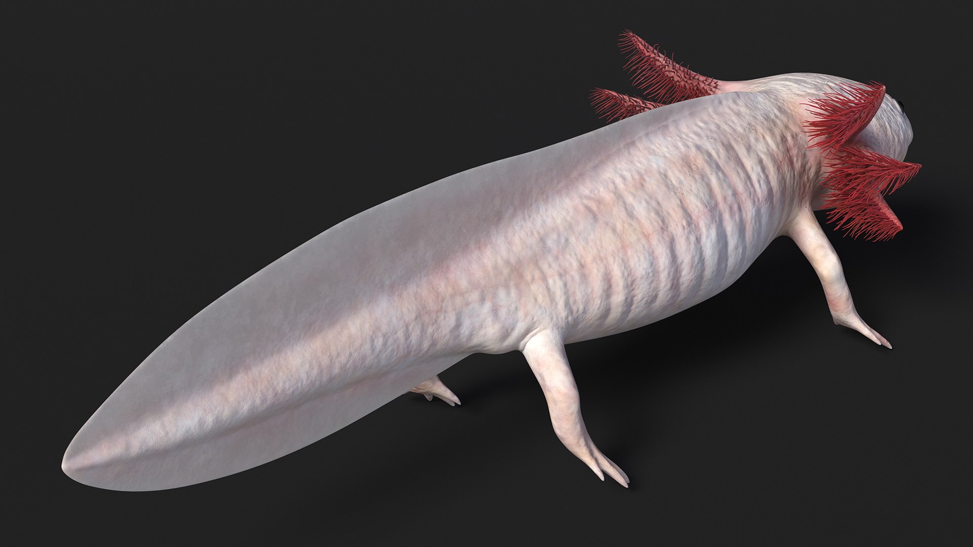 Albino Melanoid Axolotl 3D Model - TurboSquid 2210060