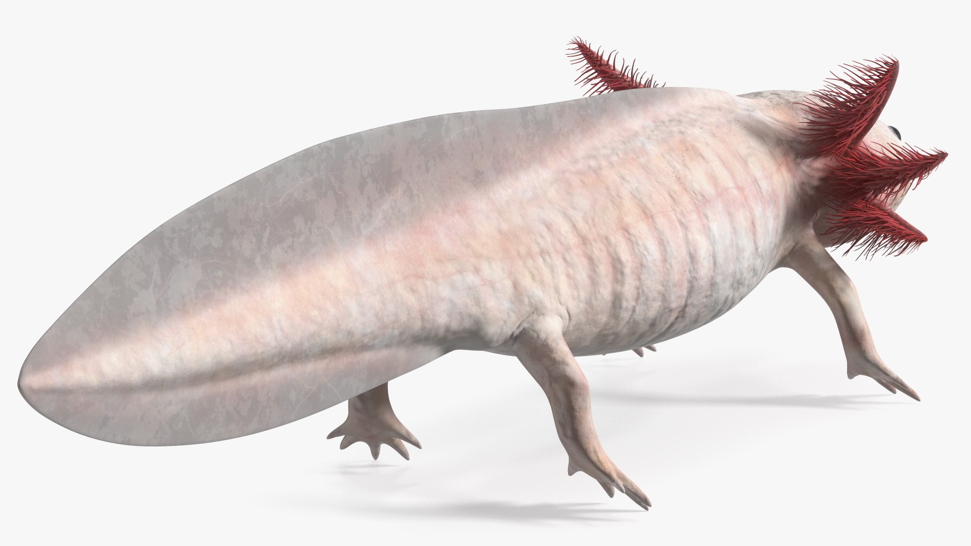 Albino Melanoid Axolotl 3D Model - TurboSquid 2210060