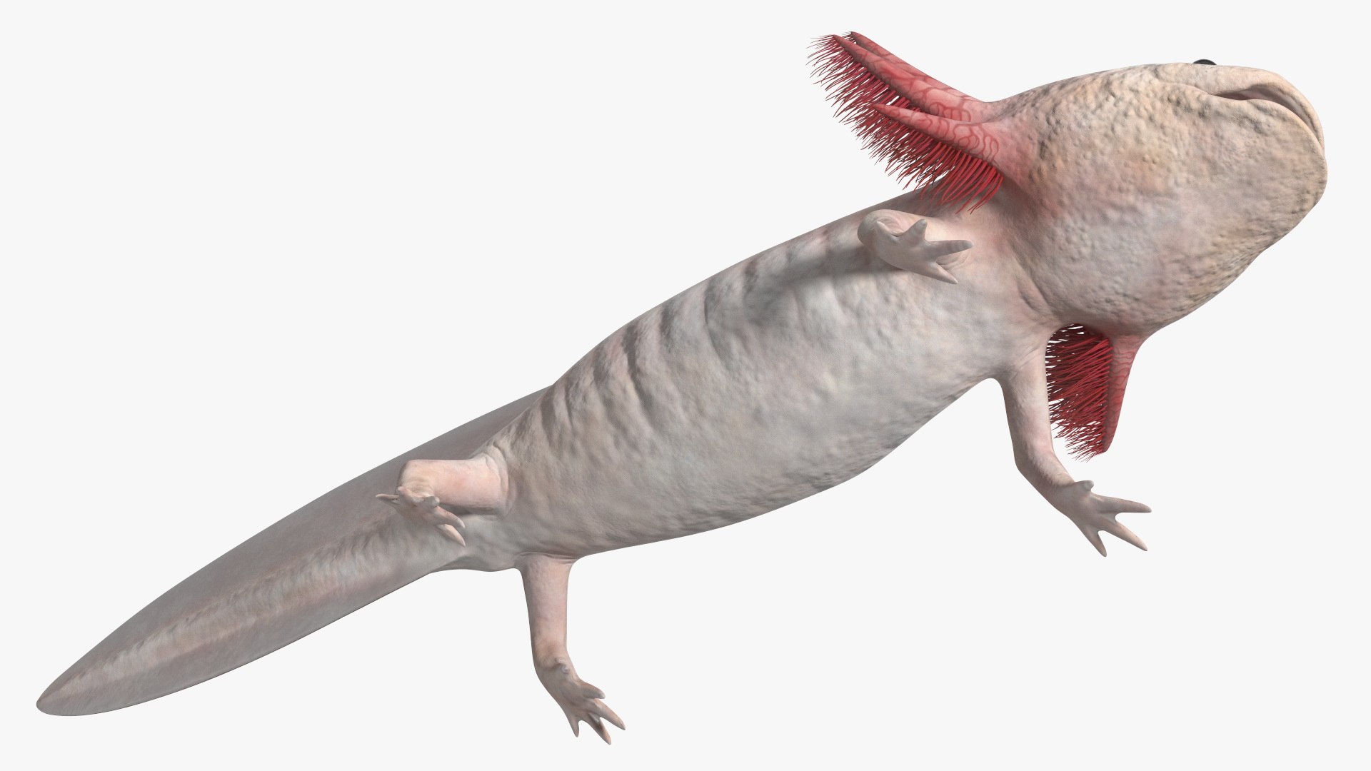 Albino Melanoid Axolotl 3D Model - TurboSquid 2210060