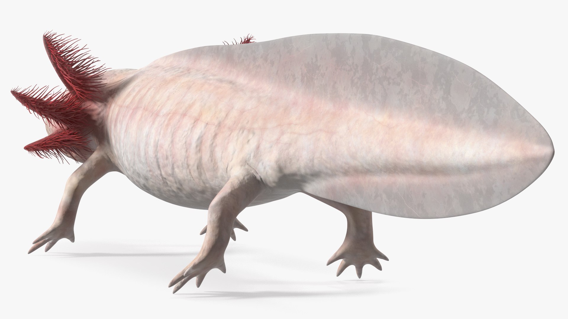 Albino Melanoid Axolotl 3D Model - TurboSquid 2210060
