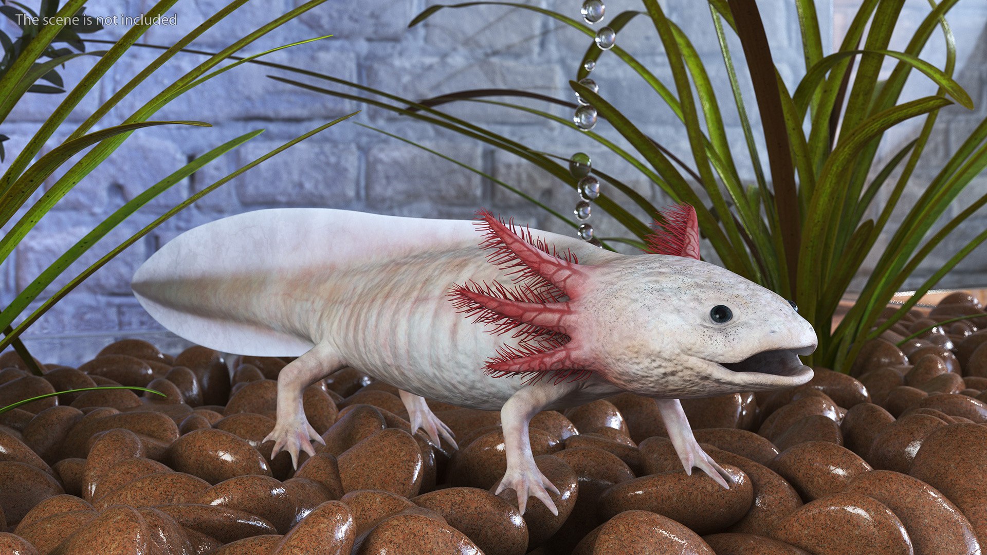 Albino Melanoid Axolotl 3D Model - TurboSquid 2210060
