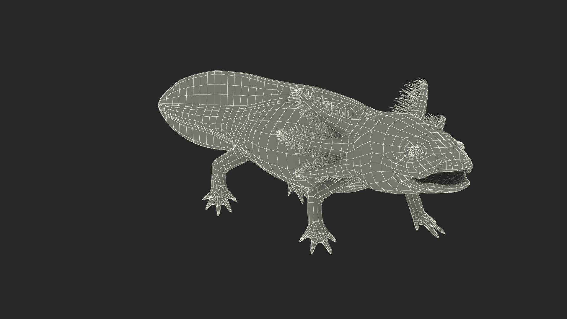 Albino Melanoid Axolotl 3D Model - TurboSquid 2210060