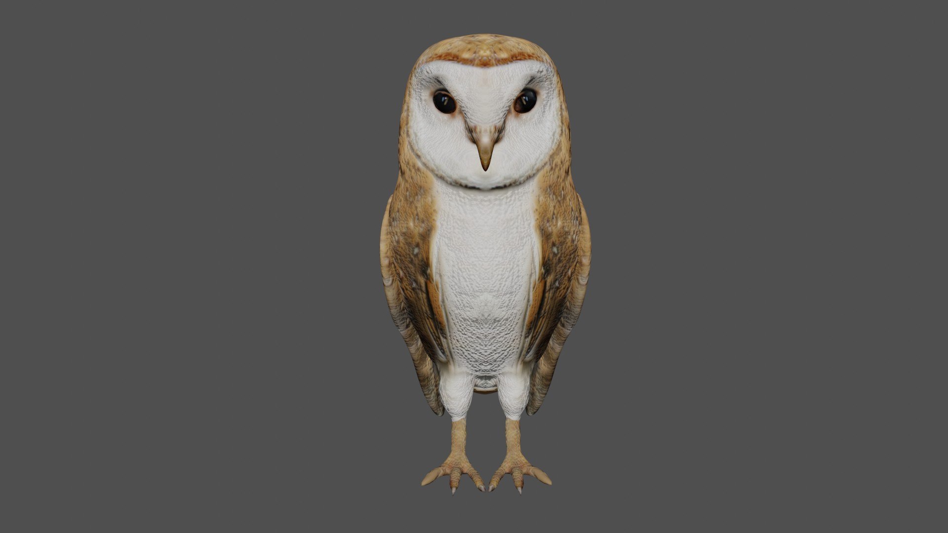3D Model Rigged Barn Owl Low Poly - TurboSquid 1812505