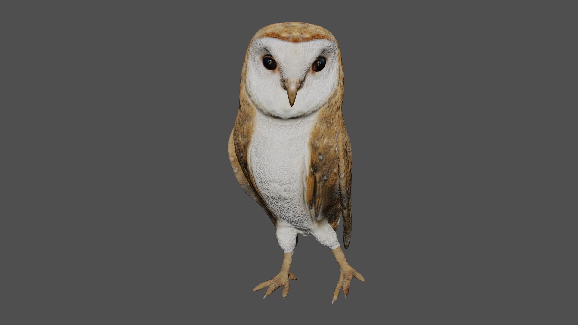 3D Model Rigged Barn Owl Low Poly - TurboSquid 1812505