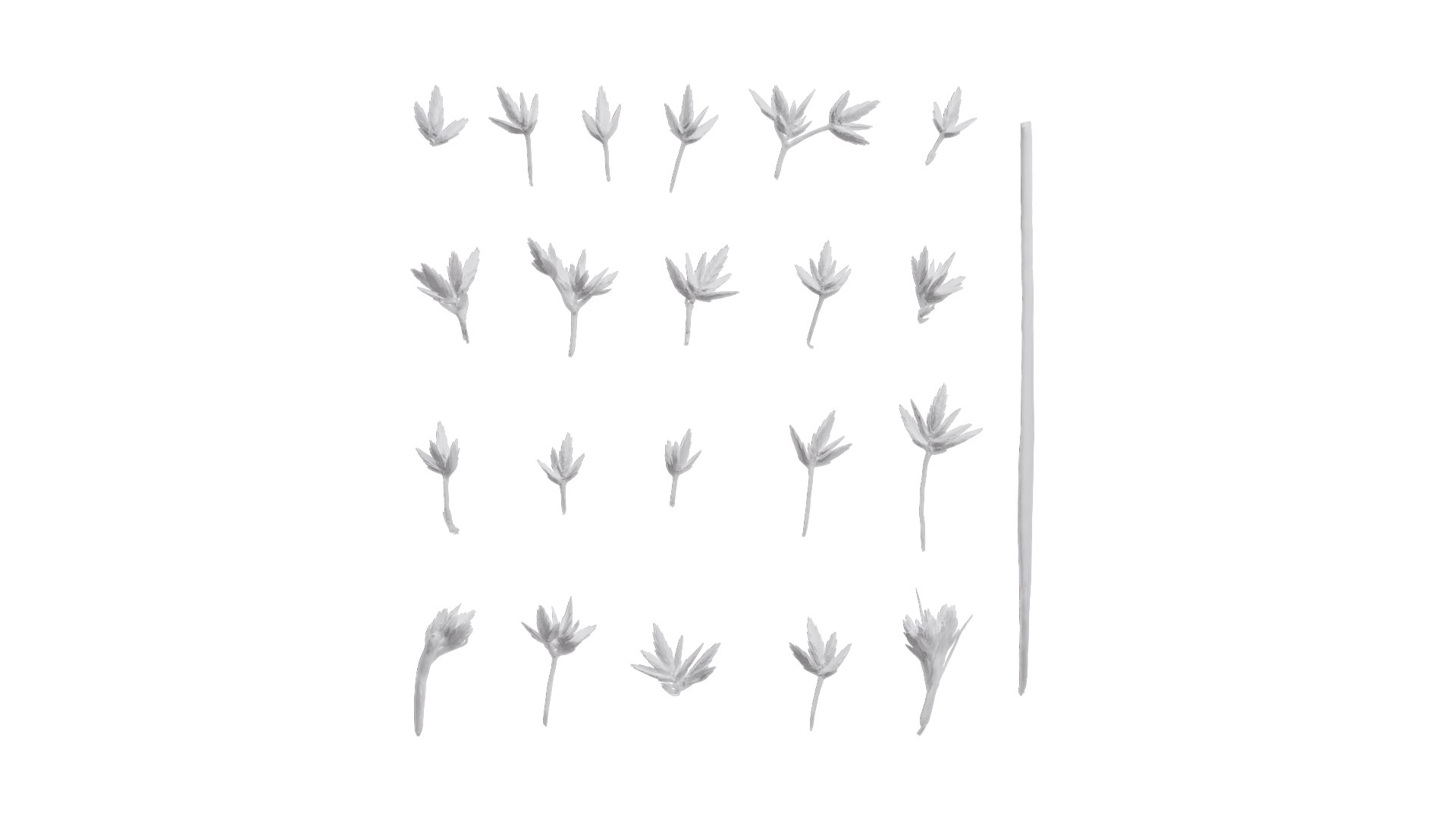 Anydrafts Phyllostachys Heteroclada Fruit 01 Textures 3D Model ...