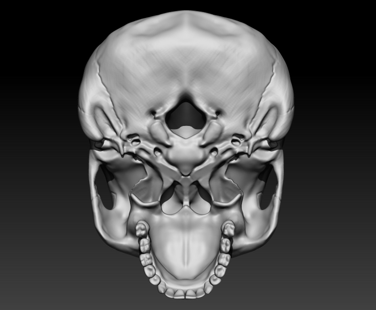 Human Skull Model - TurboSquid 1531566