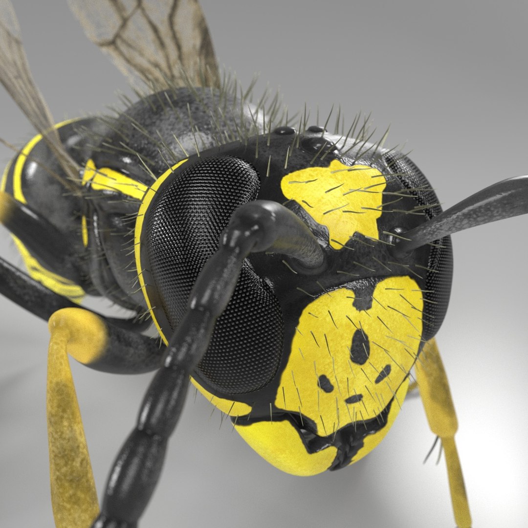 Vespula Vulgaris 3ds