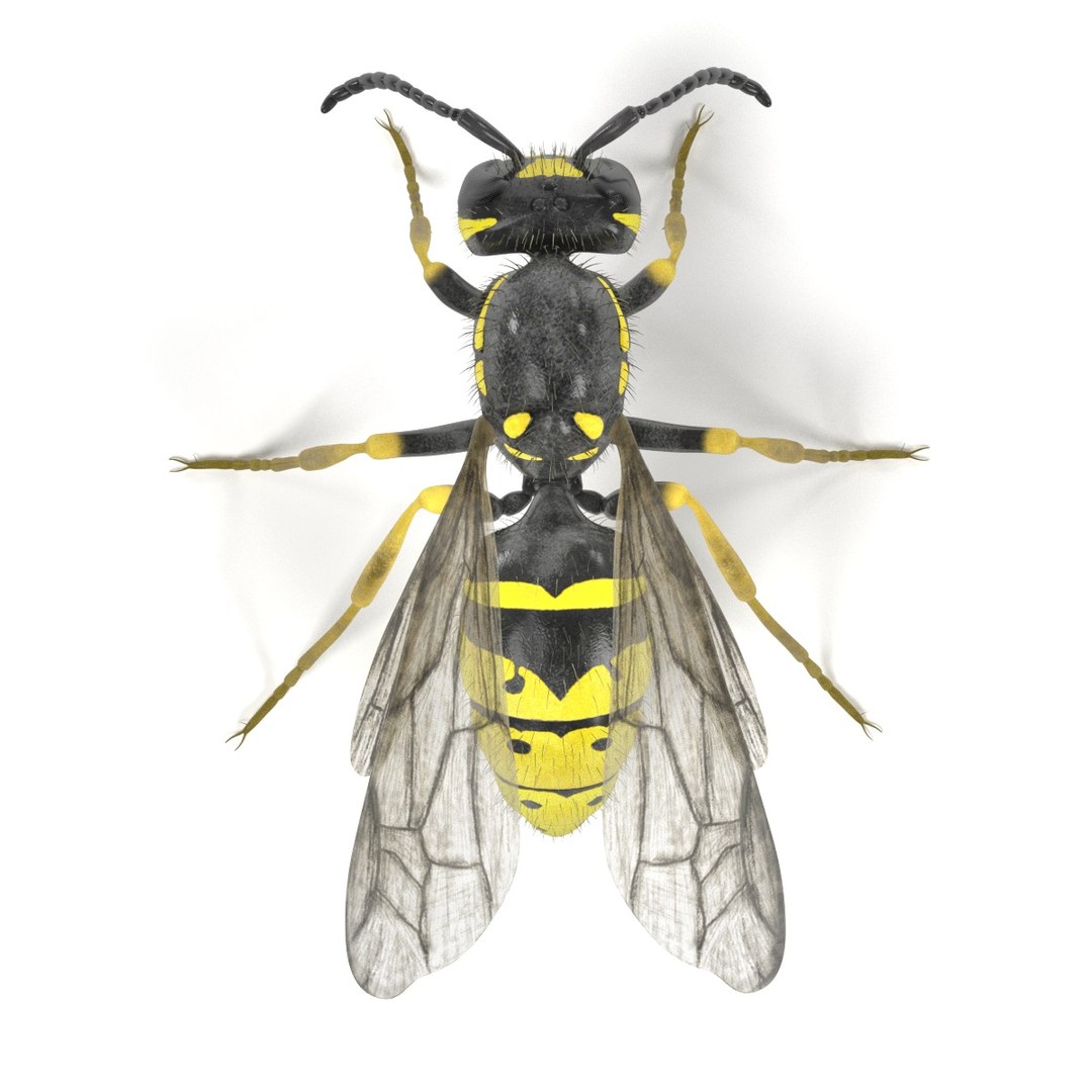 Vespula Vulgaris 3ds