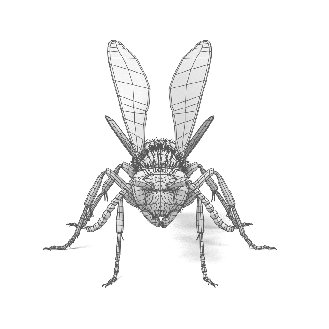 Vespula Vulgaris 3ds