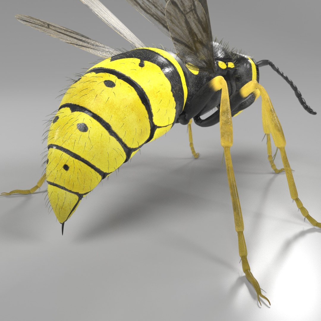 Vespula Vulgaris 3ds