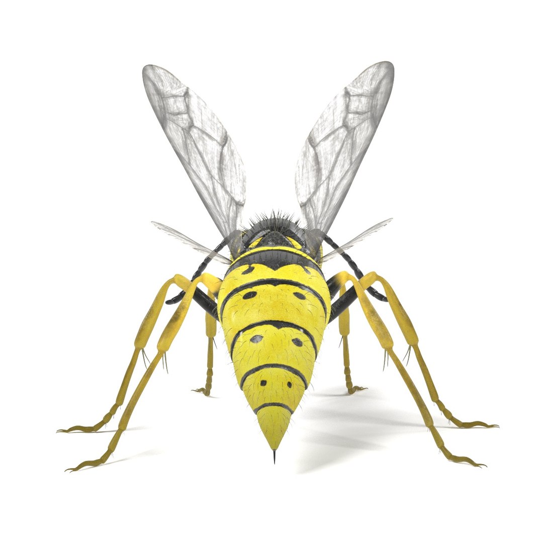 Vespula Vulgaris 3ds