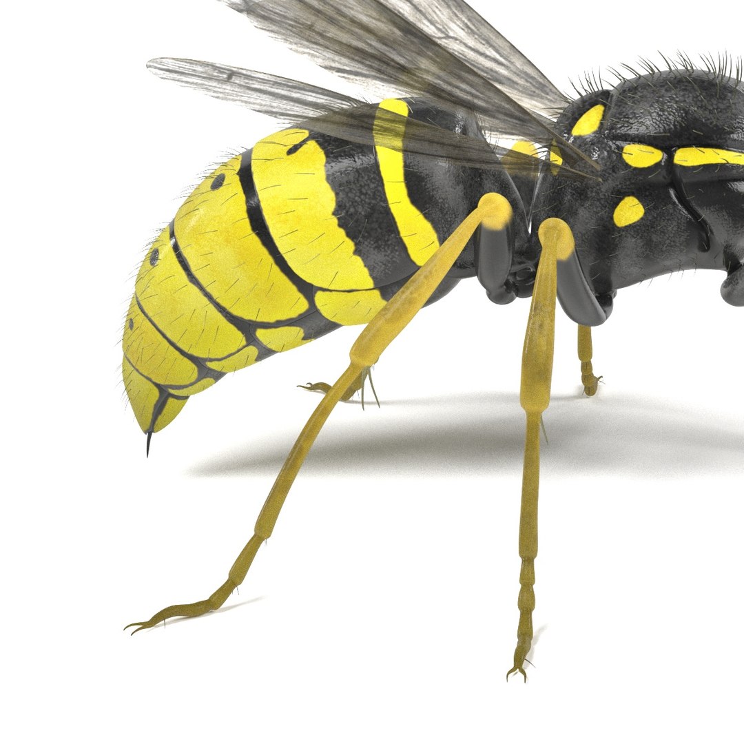 Vespula Vulgaris 3ds