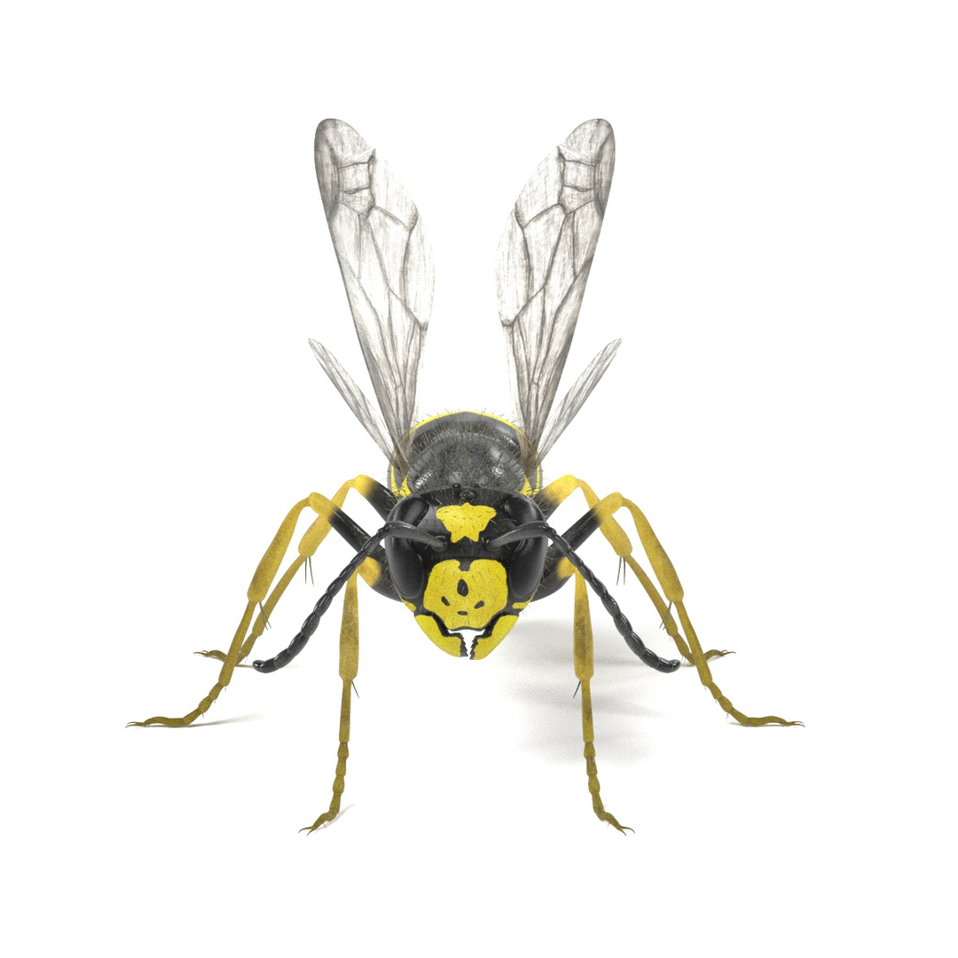 Vespula Vulgaris 3ds