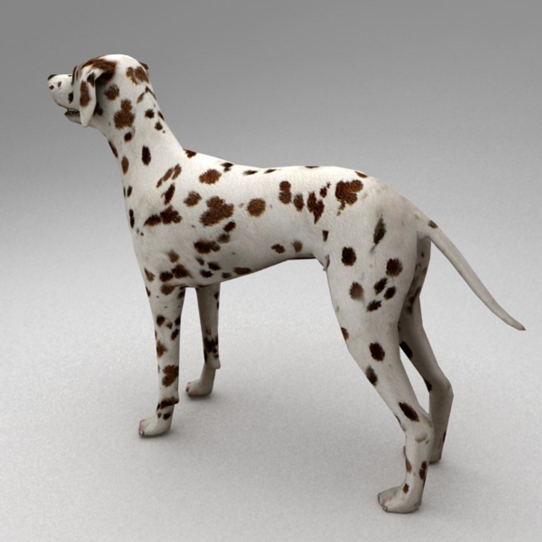 3d Model Rigged Dalmatian Bones Animation