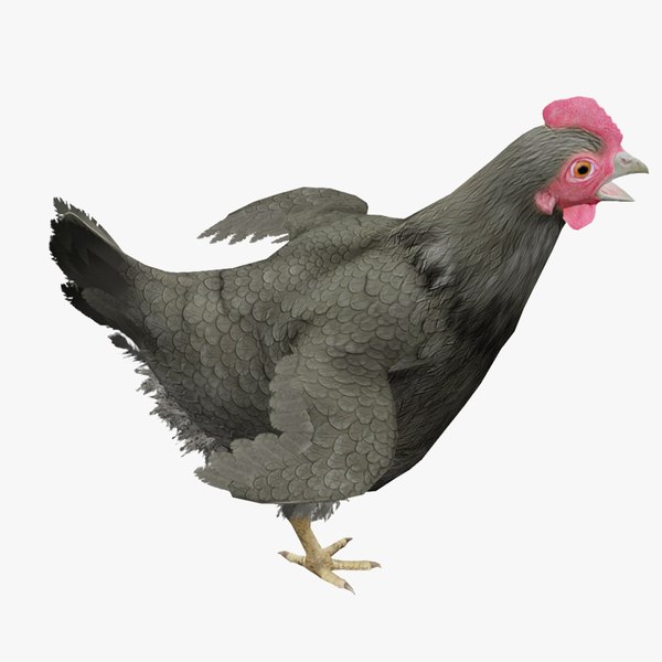 Chicken Blender Models for Download | TurboSquid