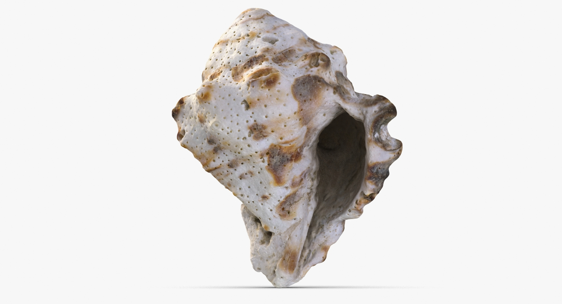 3D Sea Shell | 1146225 | TurboSquid