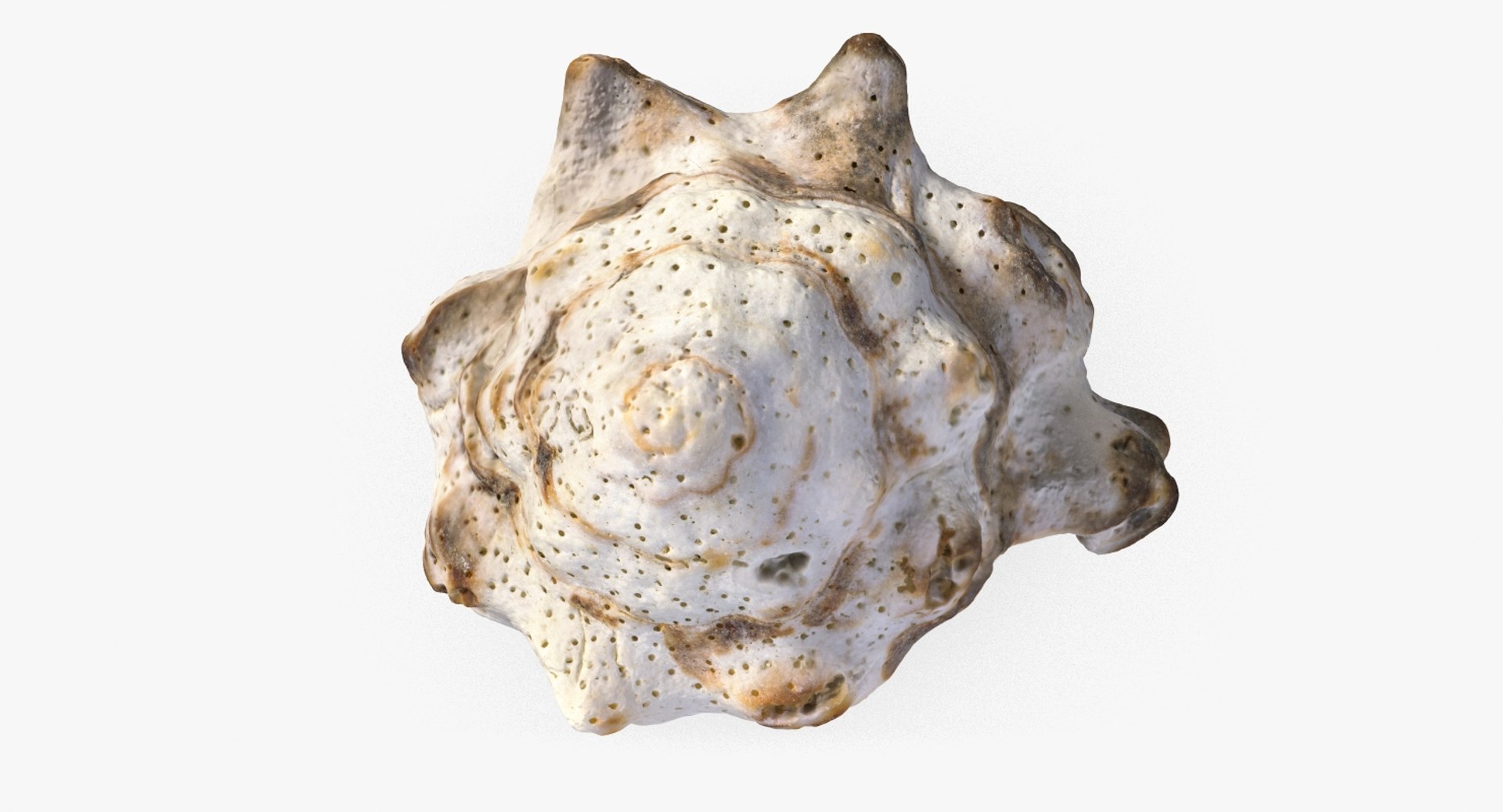 3D Sea Shell | 1146225 | TurboSquid