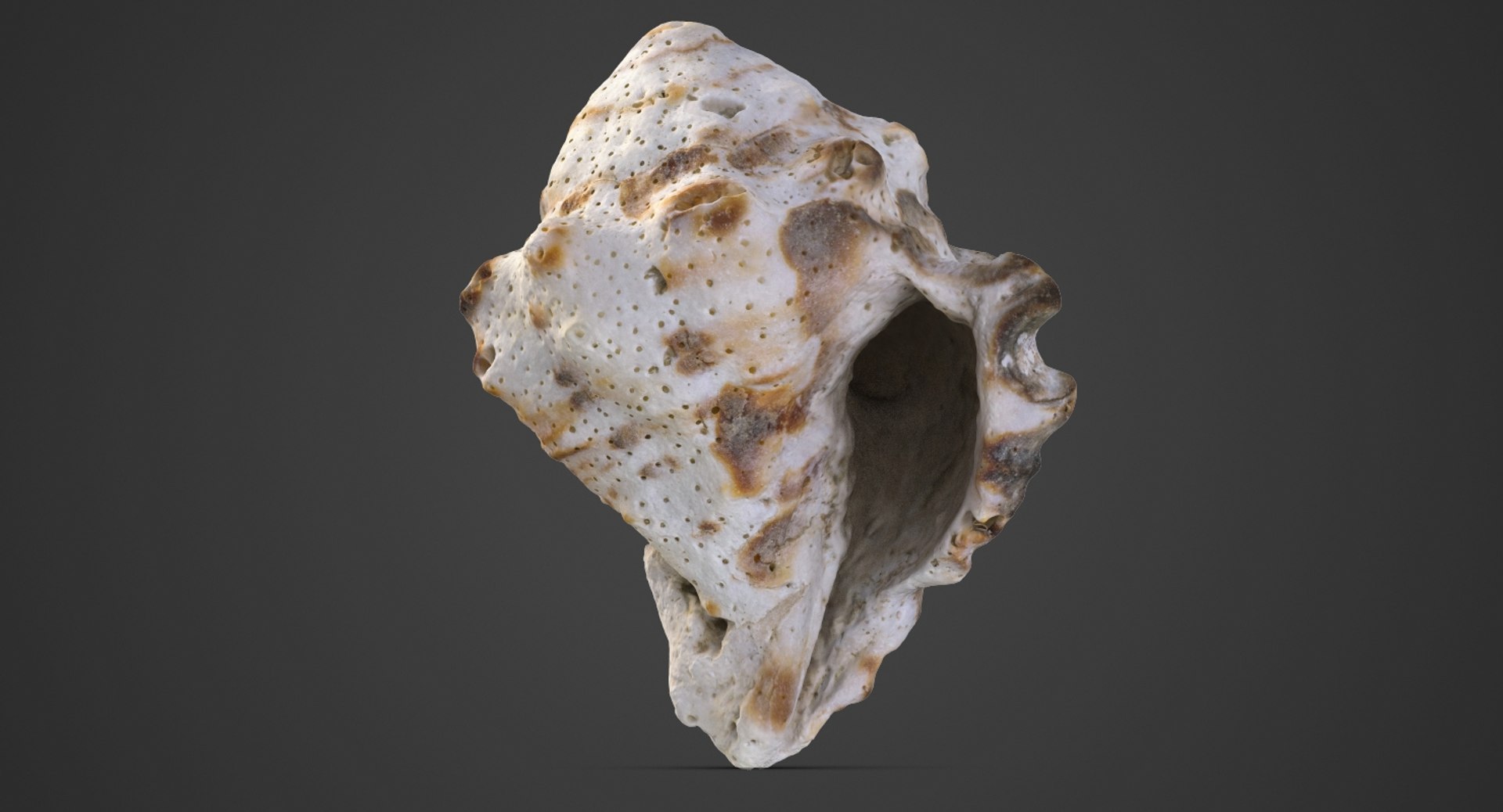 3D sea shell | 1146225 | TurboSquid