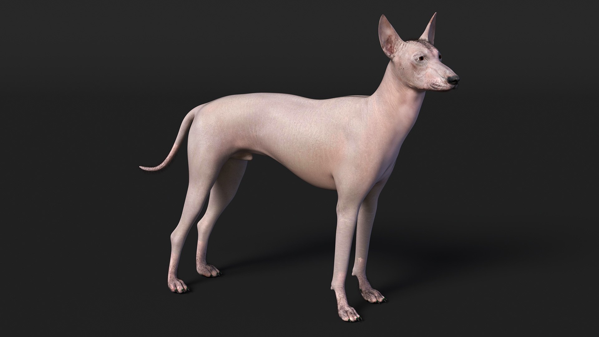 Mexican Hairless Dog Xolo Fur Model - TurboSquid 2081362
