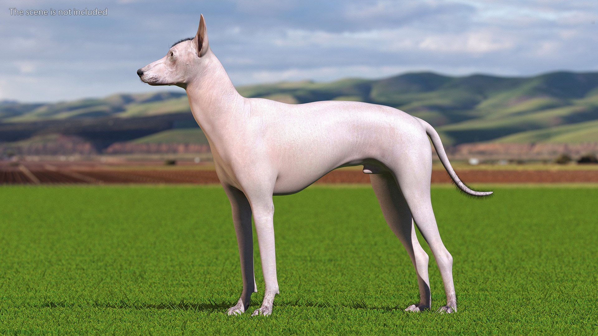 Mexican Hairless Dog Xolo Fur Model - TurboSquid 2081362