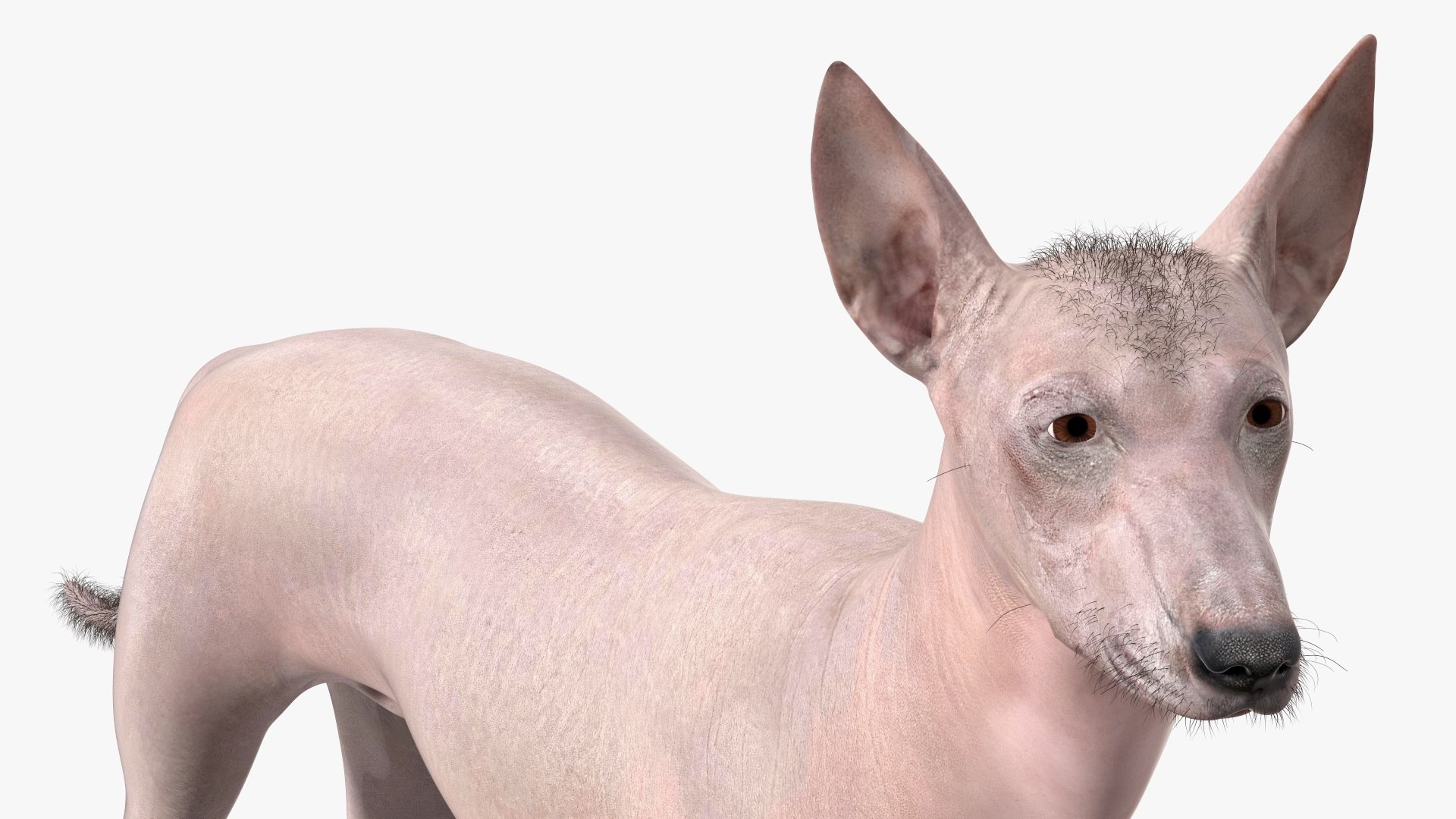 Mexican Hairless Dog Xolo Fur Model - TurboSquid 2081362