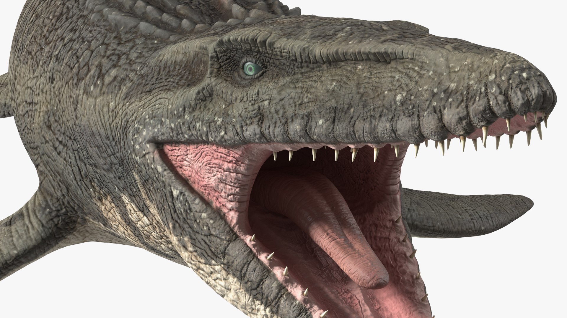 3D Mosasaurus Swimming - TurboSquid 1918610