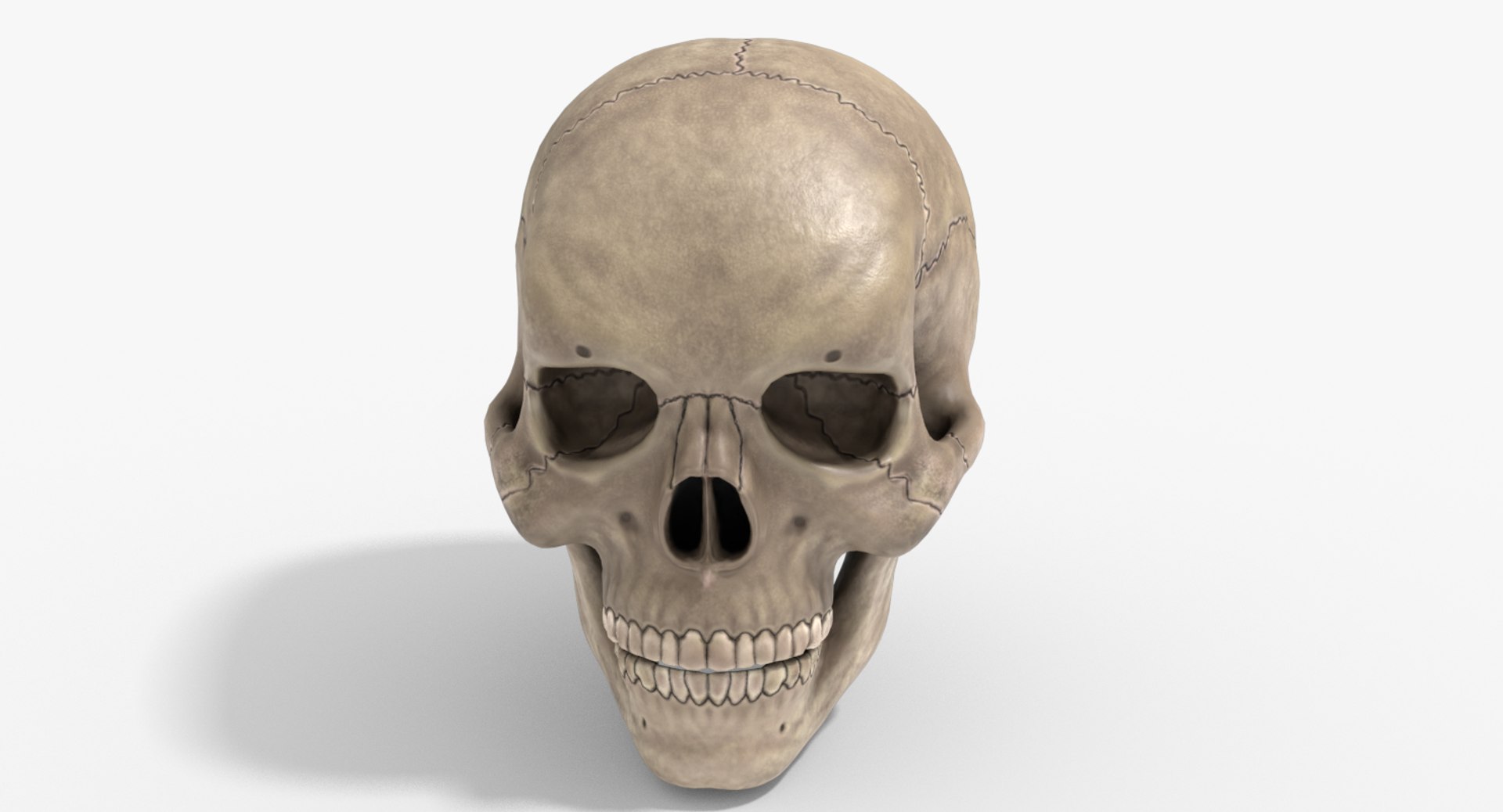 Skull 3D Model - TurboSquid 1360588