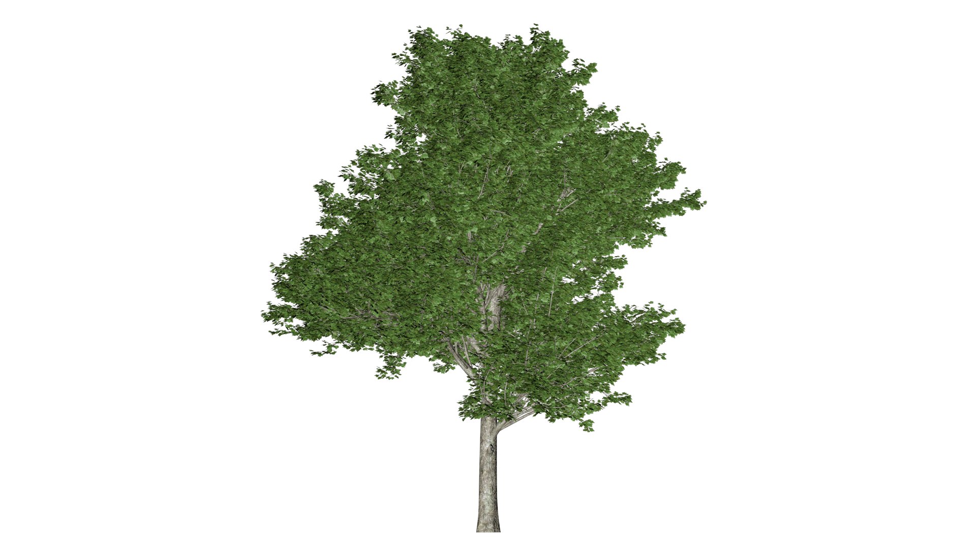 Red Maple Tree - 06 - 3D Model - TurboSquid 2377729