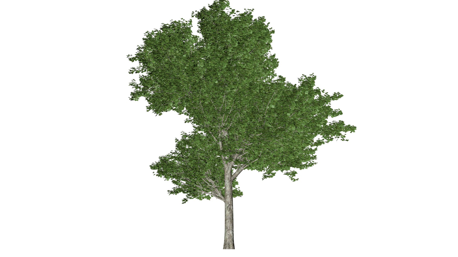 Red Maple Tree - 06 - 3D Model - TurboSquid 2377729