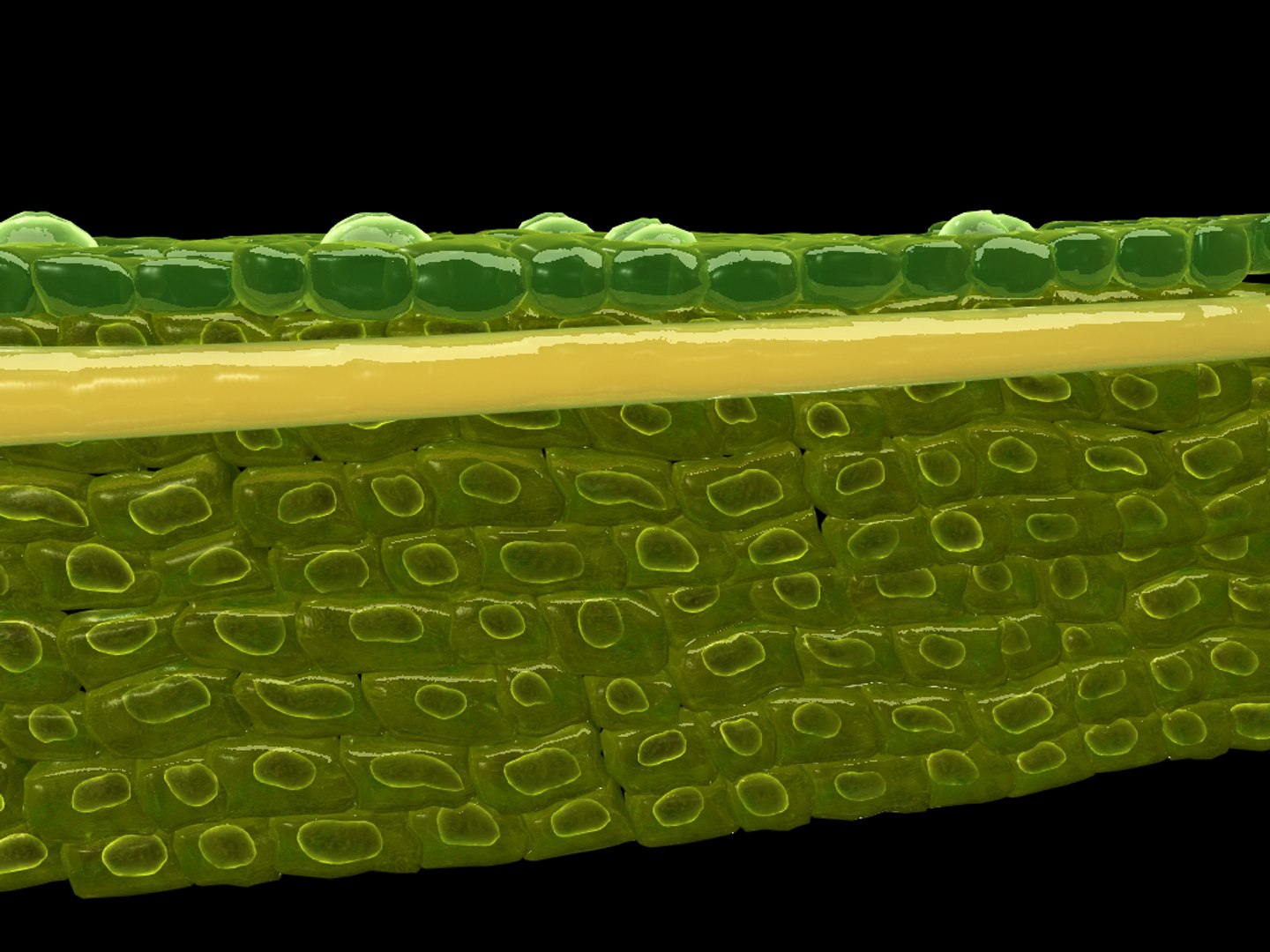 Mesophyll Cells Plant 3d Model