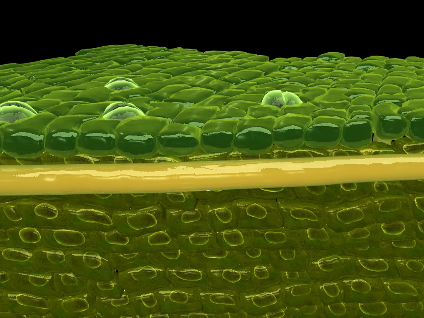 Mesophyll Cells Plant 3d Model