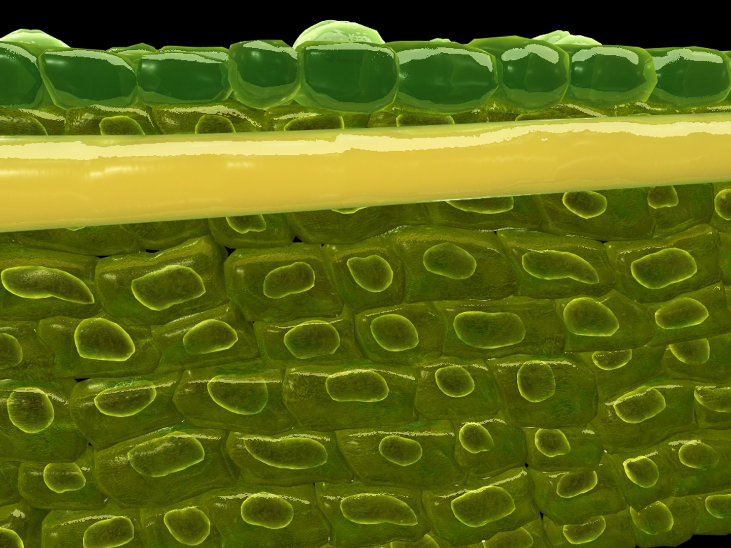Mesophyll Cells Plant 3d Model