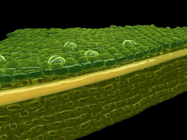 mesophyll cells plant 3d model