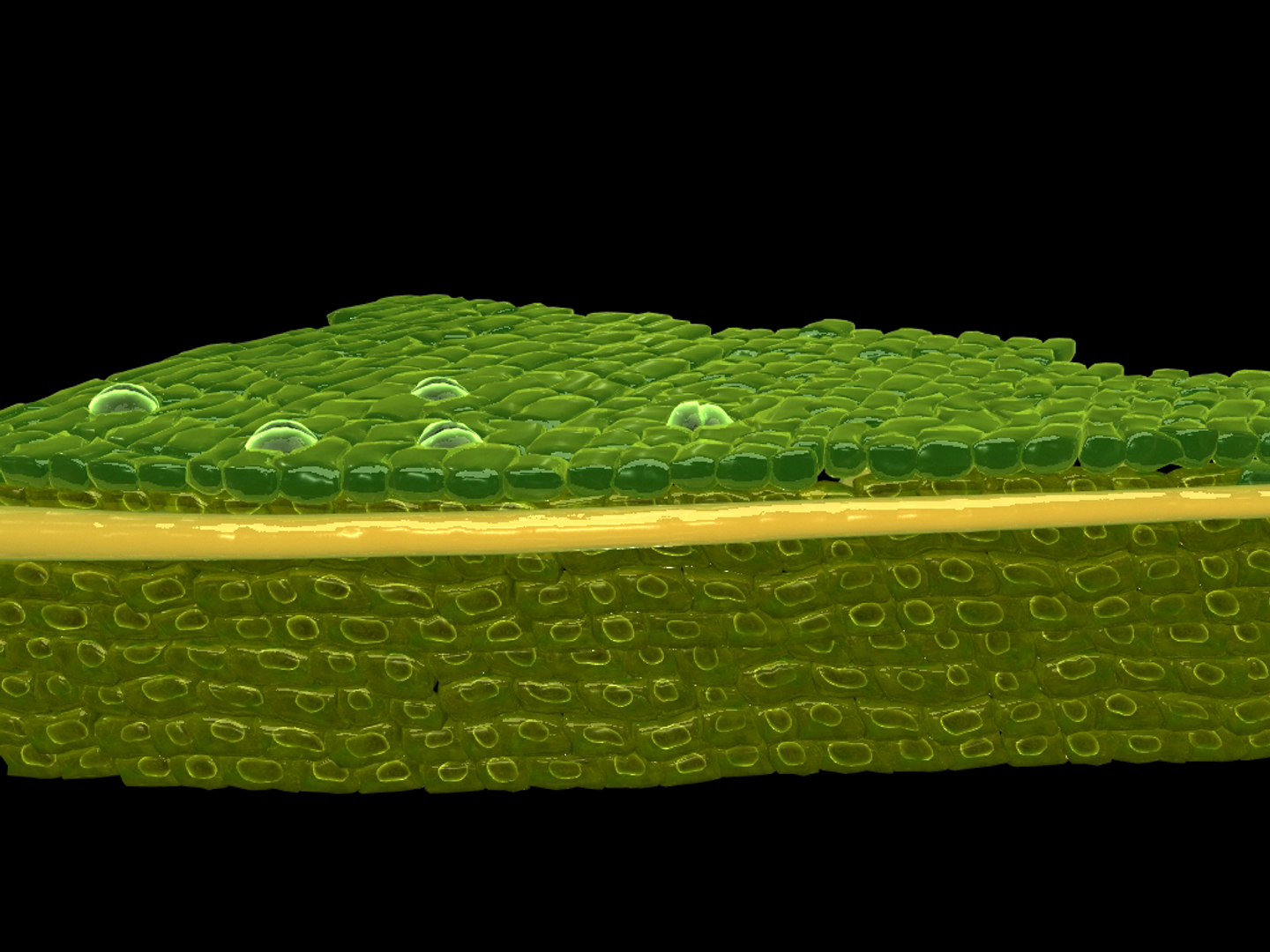 Mesophyll Cells Plant 3d Model